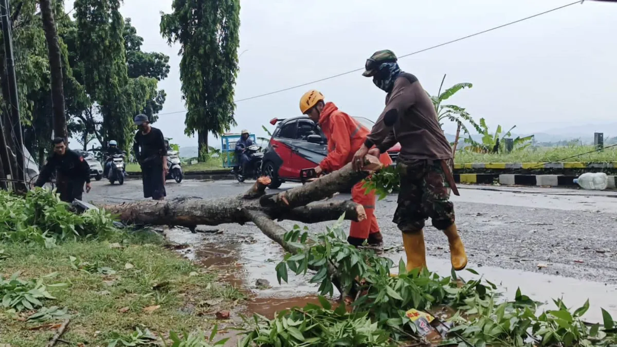 Hujan Deras Tumbangkan Pohon Besar di Jalan Raya Citalang-Warung Kadu - pasundanekspres.id